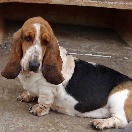 Home [www.brngb.org]